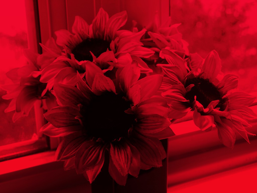 5 Impressive Photography Styles and How to Nail Them — SitePoint