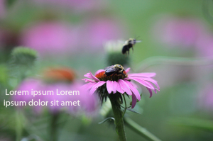 3 Ways to Combine Text and Images — SitePoint